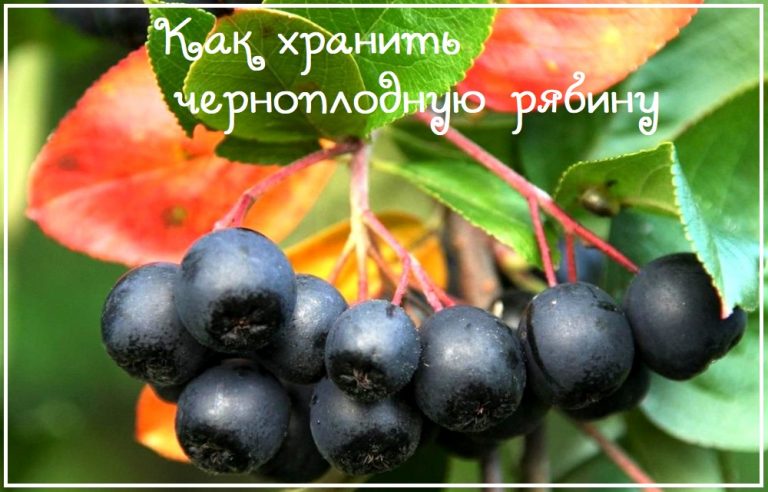Черноплодная рябина на зиму — основные способы хранения — ВокругСада.ру